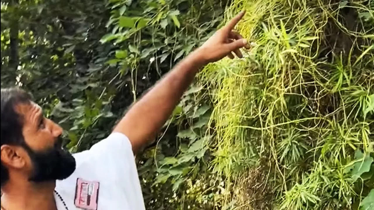 अमर बेल – ये पौधा है कई रोगों के लिए रामबाण औषधि। जानें इसके 7 फायदे ...